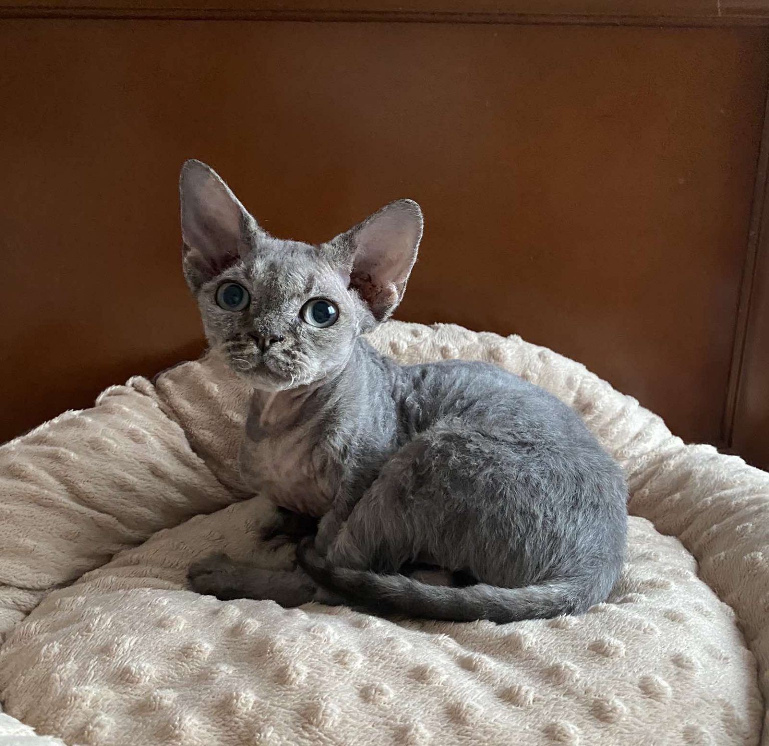 Sphynx, Devon, Rex Elf Kittens For Sale From Kitty Land Kittens ...