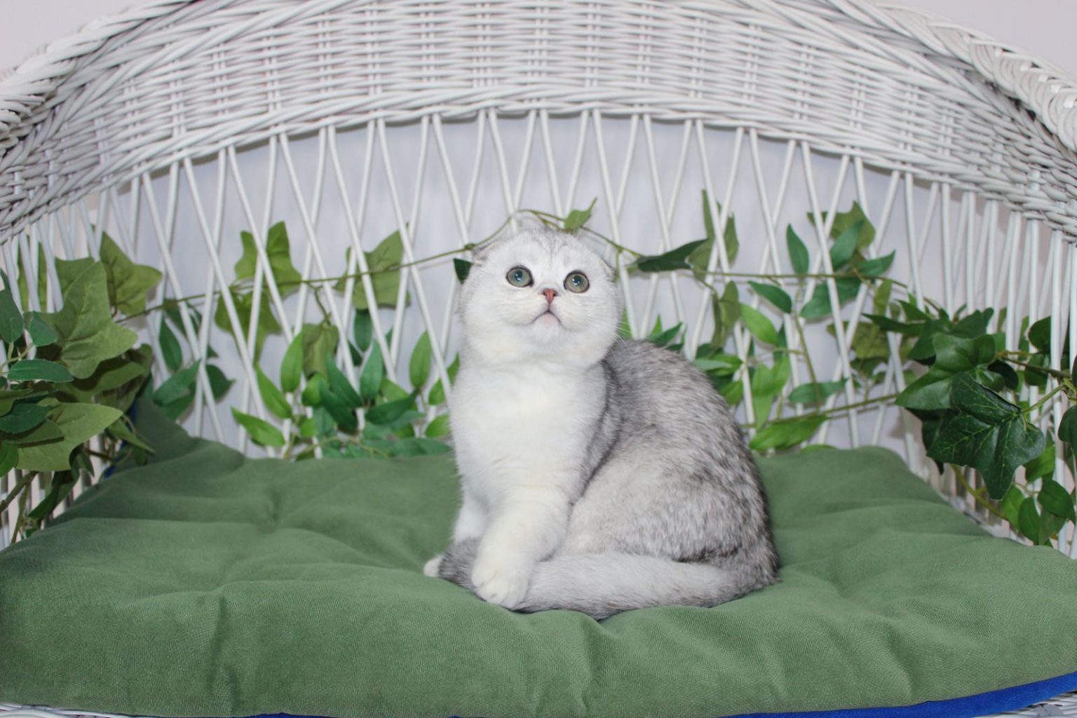 Find Your Maine Coon Kitten in Georgia: Kitty Land's Healthy, Social ...