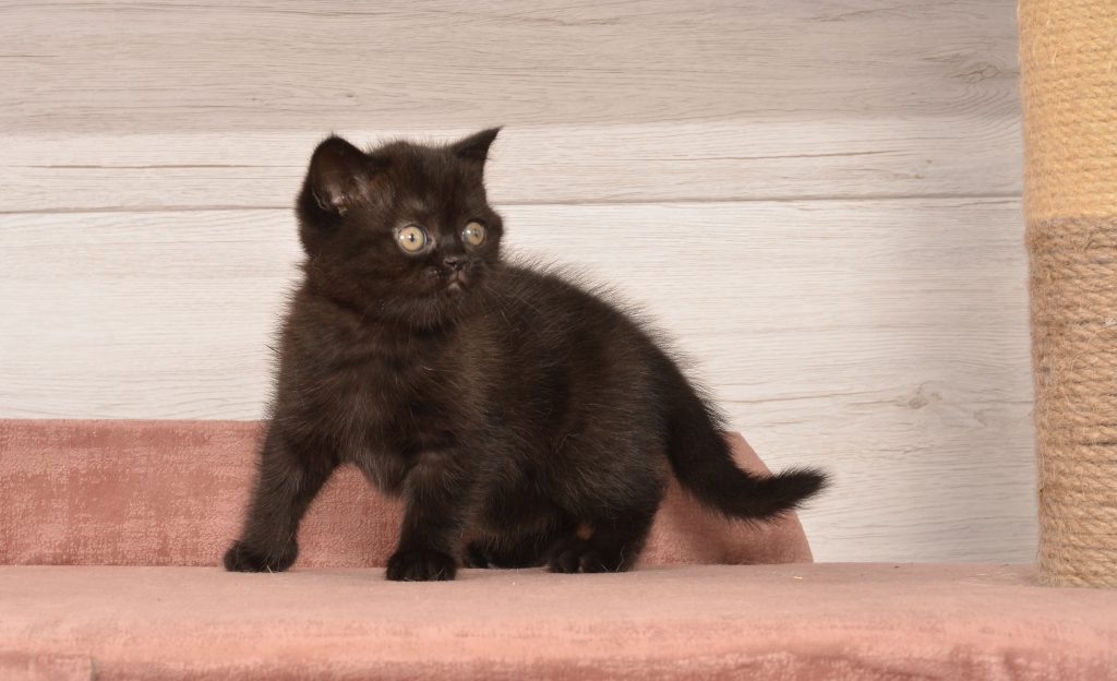 Fantasy Scottish Straight Female 2150$ Kitten From Kitty Land Kittens ...