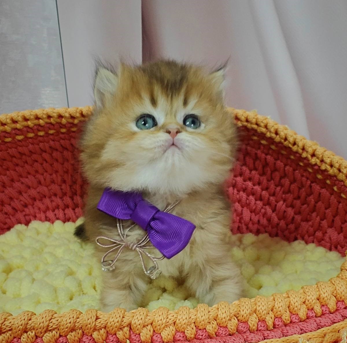 Glamurchik Scottish Straight Male 2400$ Kitten From Kitty Land Kittens ...