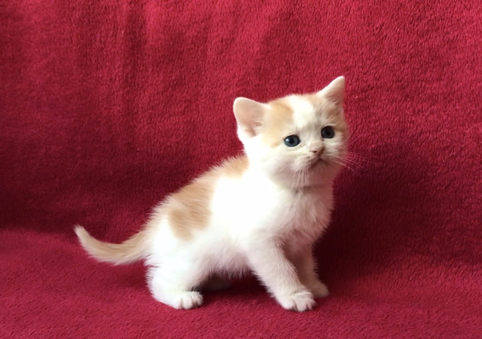 Kittens For Sale In Seattle, Washington - Kitty Land Kittens Cattery