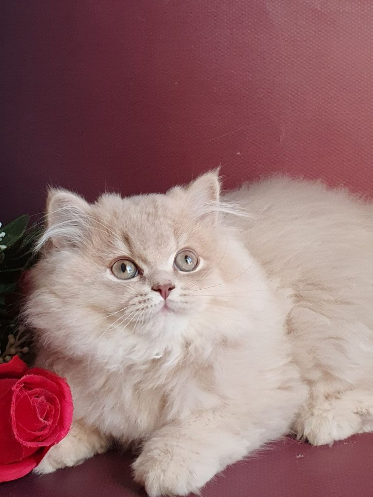 Kittens For Sale In Seattle, Washington - Kitty Land Kittens Cattery