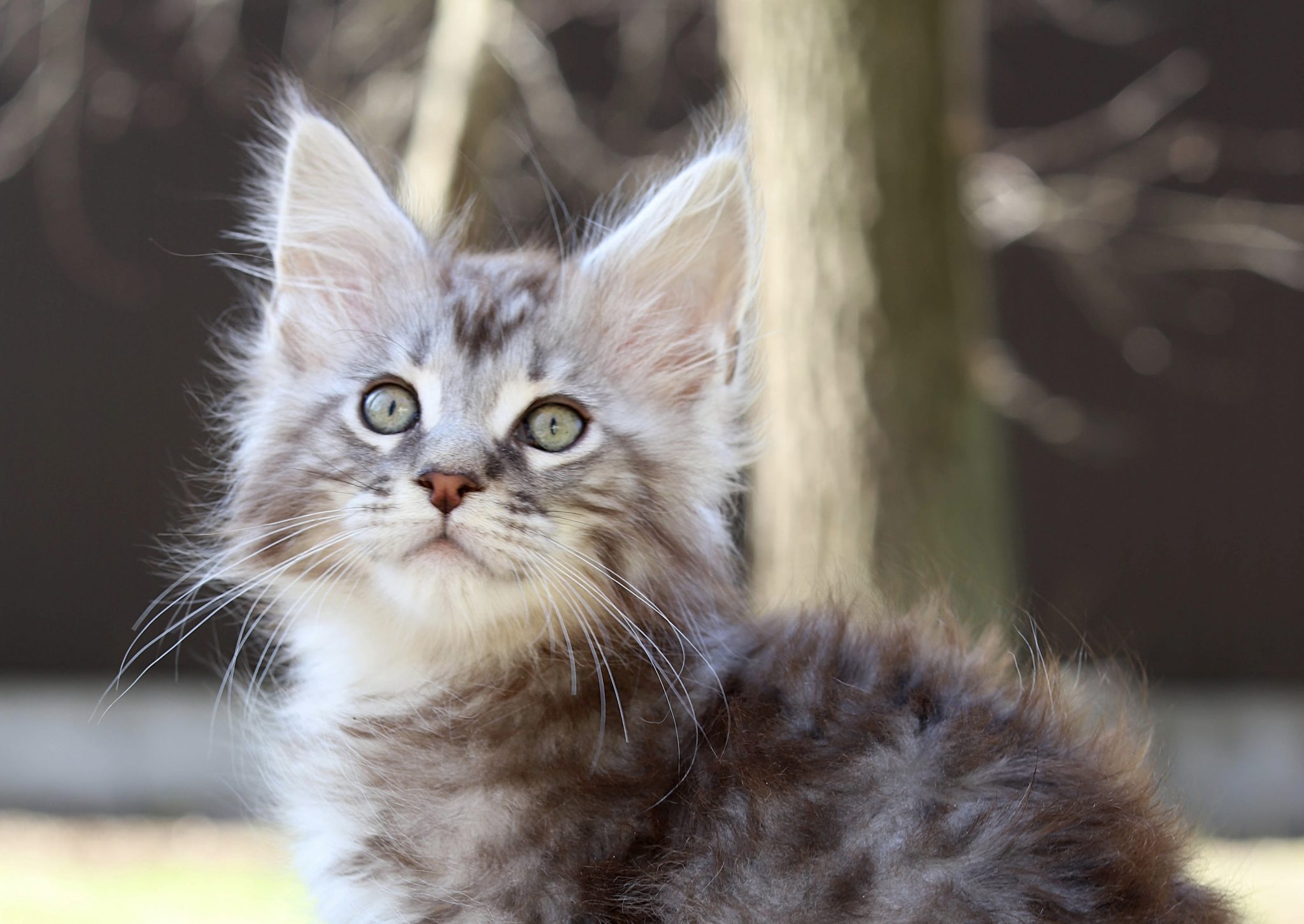 Kittens For Sale In Seattle, Washington - Kitty Land Kittens Cattery