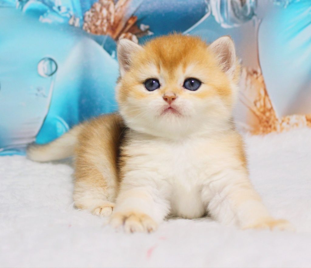Kittens For Sale In Seattle, Washington - Kitty Land Kittens Cattery