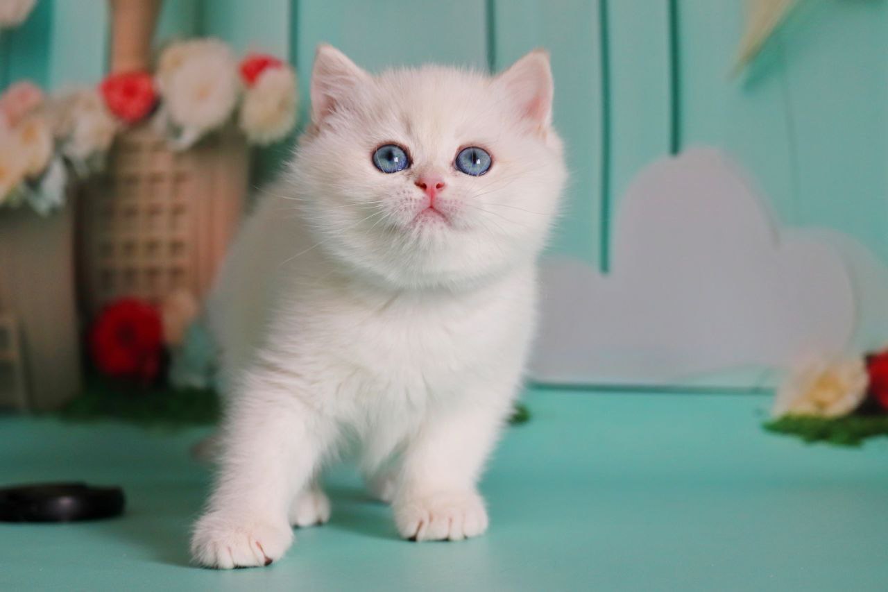 Megan British Shorthair Female 2600$ Kitten From Kitty Land Kittens ...