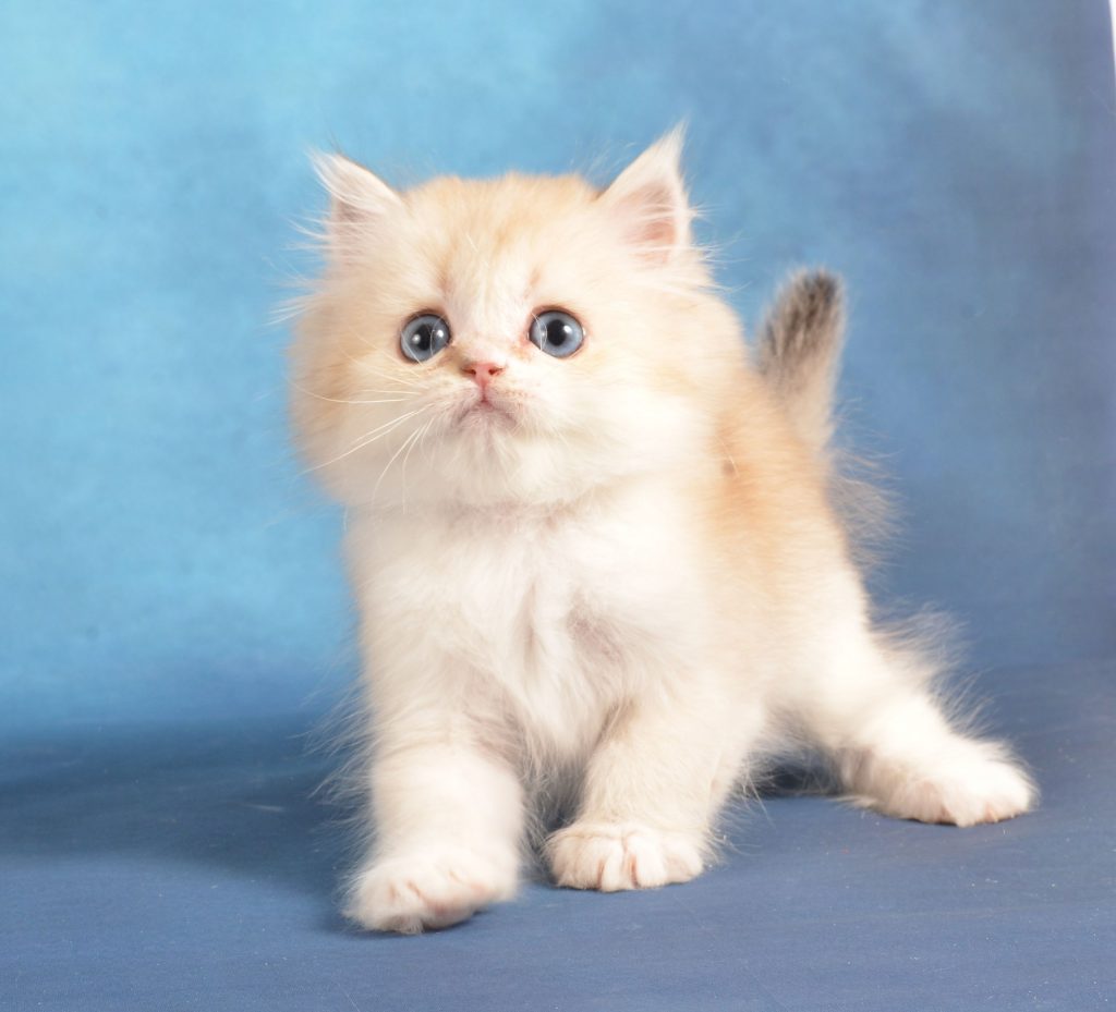 Kinder Surprise Scottish Straight Male 2350$ Kitten From Kitty Land ...