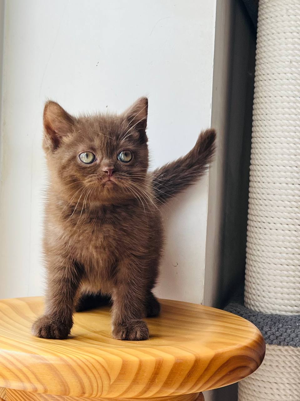 Taya Scottish Straight Female 2300$ Kitten From Kitty Land Kittens ...