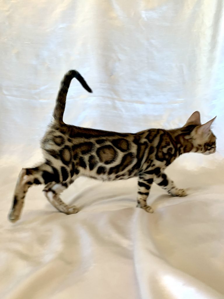 Zheneva Bengal Female 2500$ Kitten In Seattle | Washington | Kitty Land ...