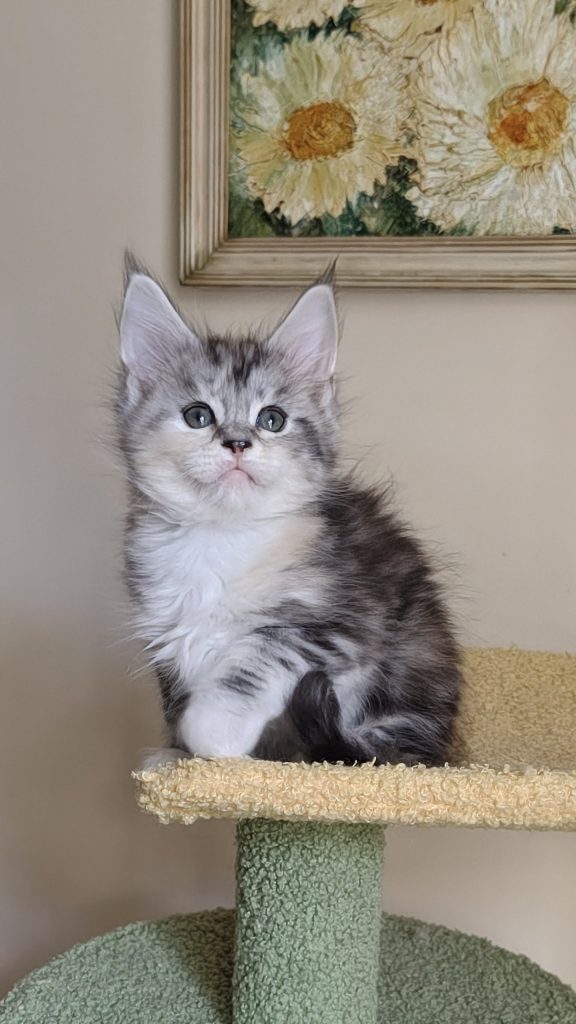 Karolina Maine Coon Female 2600$ Kitten In Seattle | Washington | Kitty ...