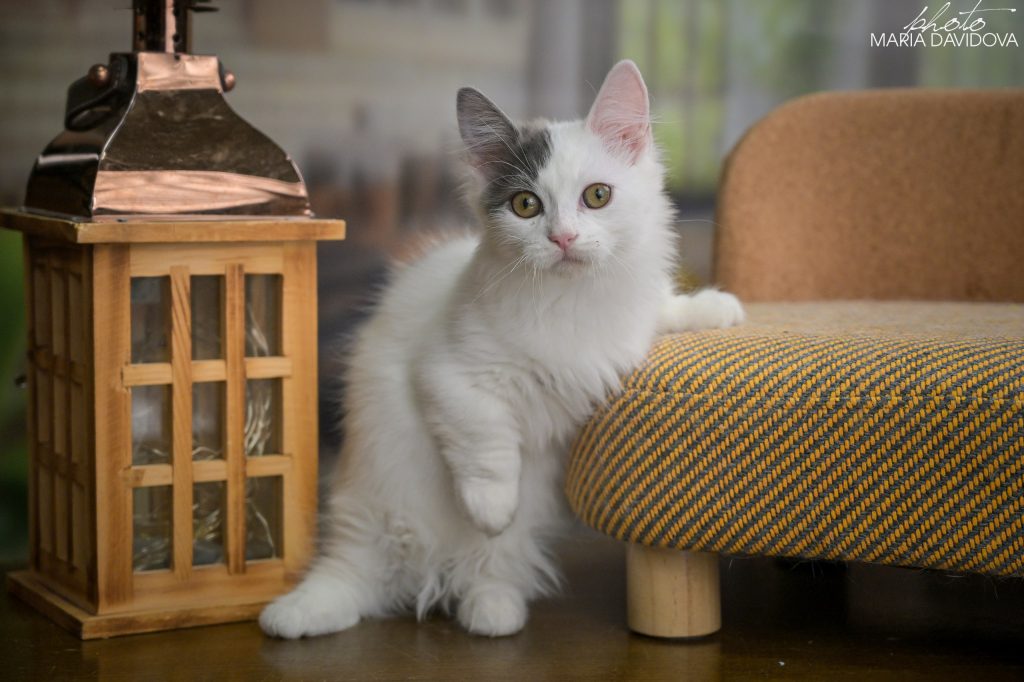 Teodoro Munchkin Male 3100$ (Reserved) Kitten In Seattle | Washington ...