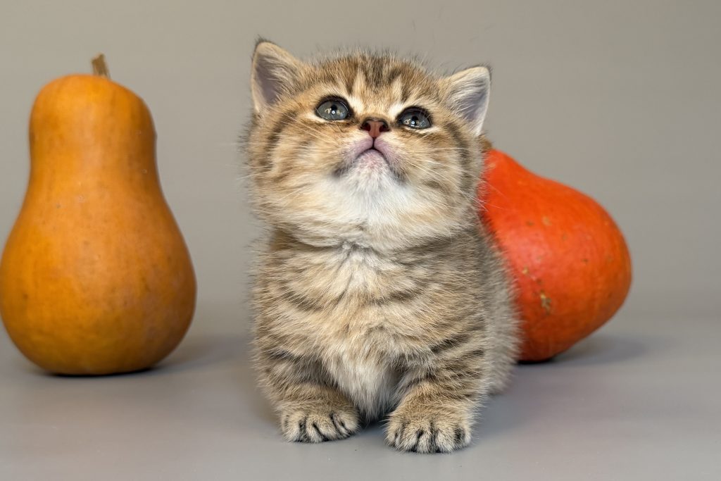 Saphira Munchkin Female 3100$ Kitten In Seattle | Washington | Kitty ...