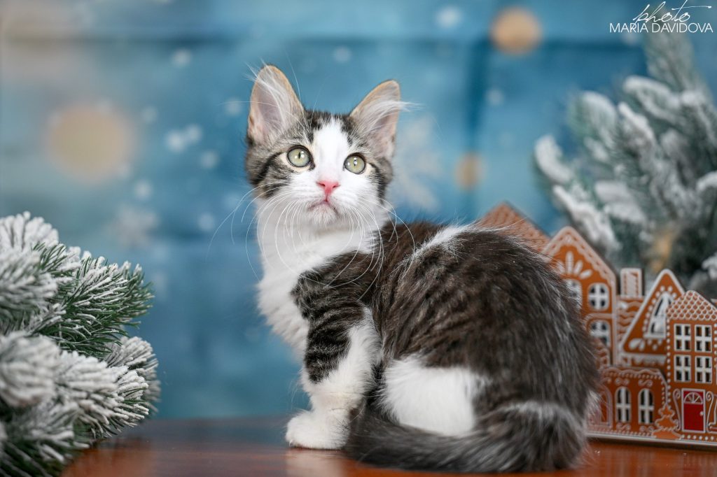 Boss Munchkin Male 3100$ Kitten In Seattle | Washington | Kitty Land ...