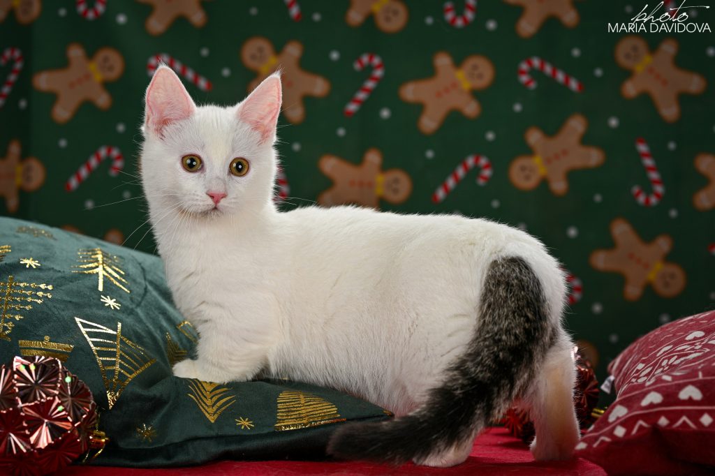 Radic Munchkin Male 3000$ Kitten In Seattle | Washington | Kitty Land ...
