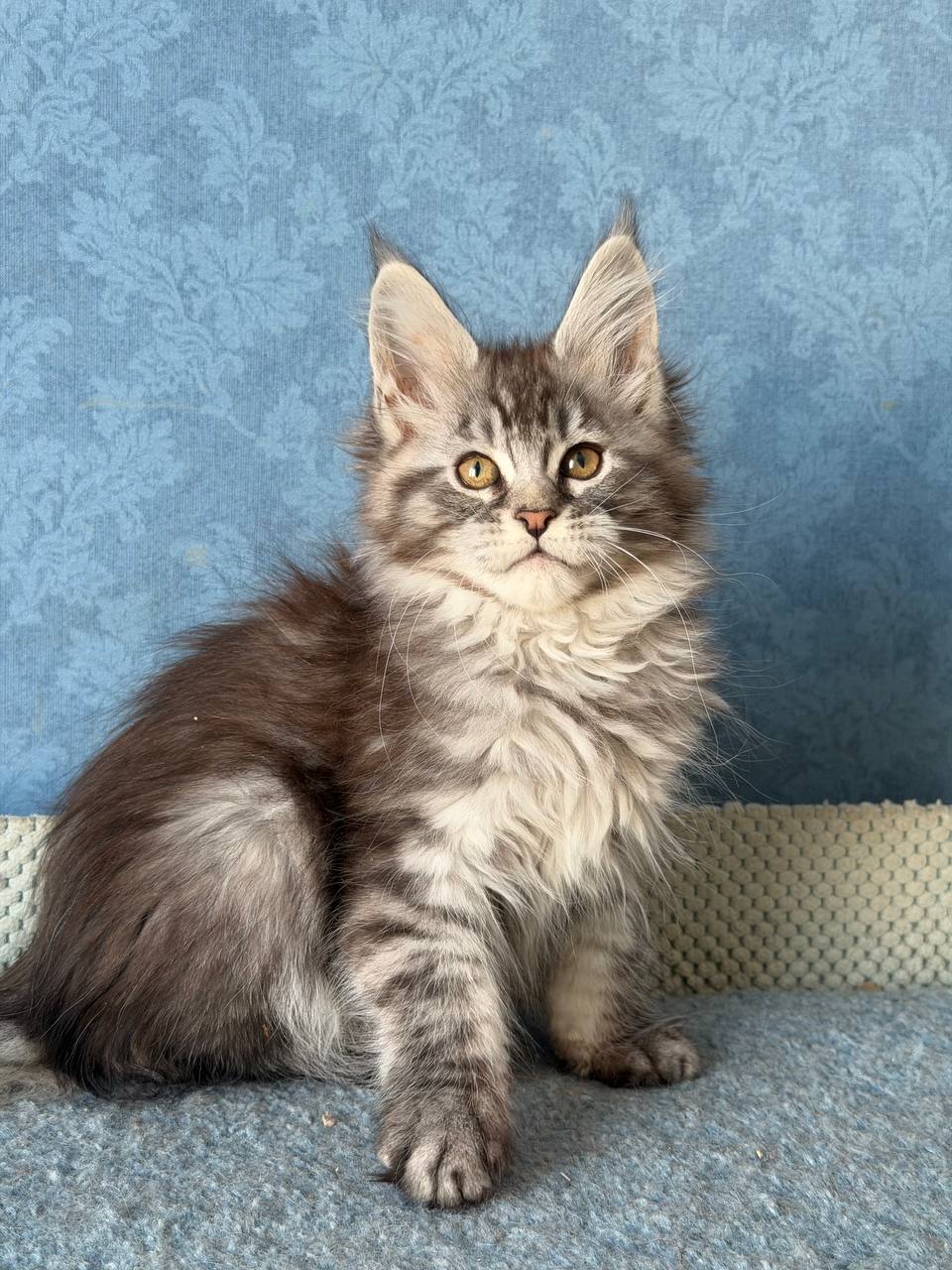 La Luna Maine Coon Female 2500$ Kitten In Seattle | Washington | Kitty ...