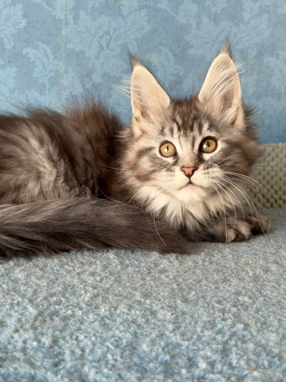 La Luna Maine Coon Female 2500$ Kitten In Seattle | Washington | Kitty ...