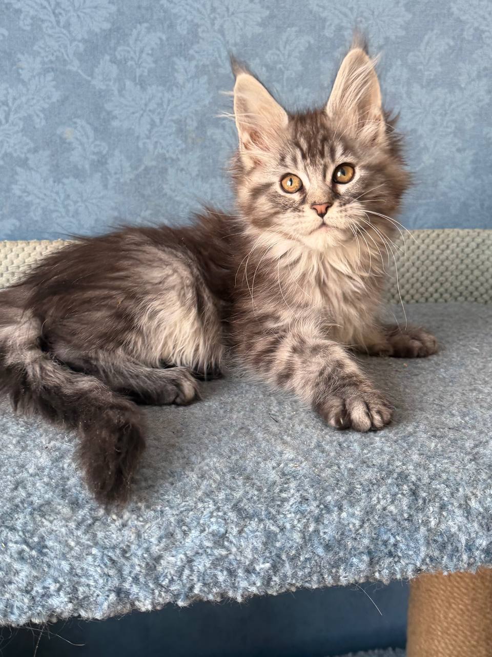 La Luna Maine Coon Female 2500$ Kitten In Seattle | Washington | Kitty ...