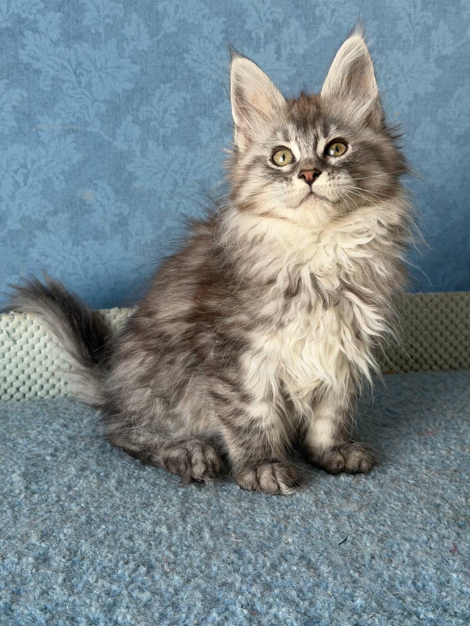La Vanda Maine Coon Female 2500$ Kitten In Seattle | Washington | Kitty ...