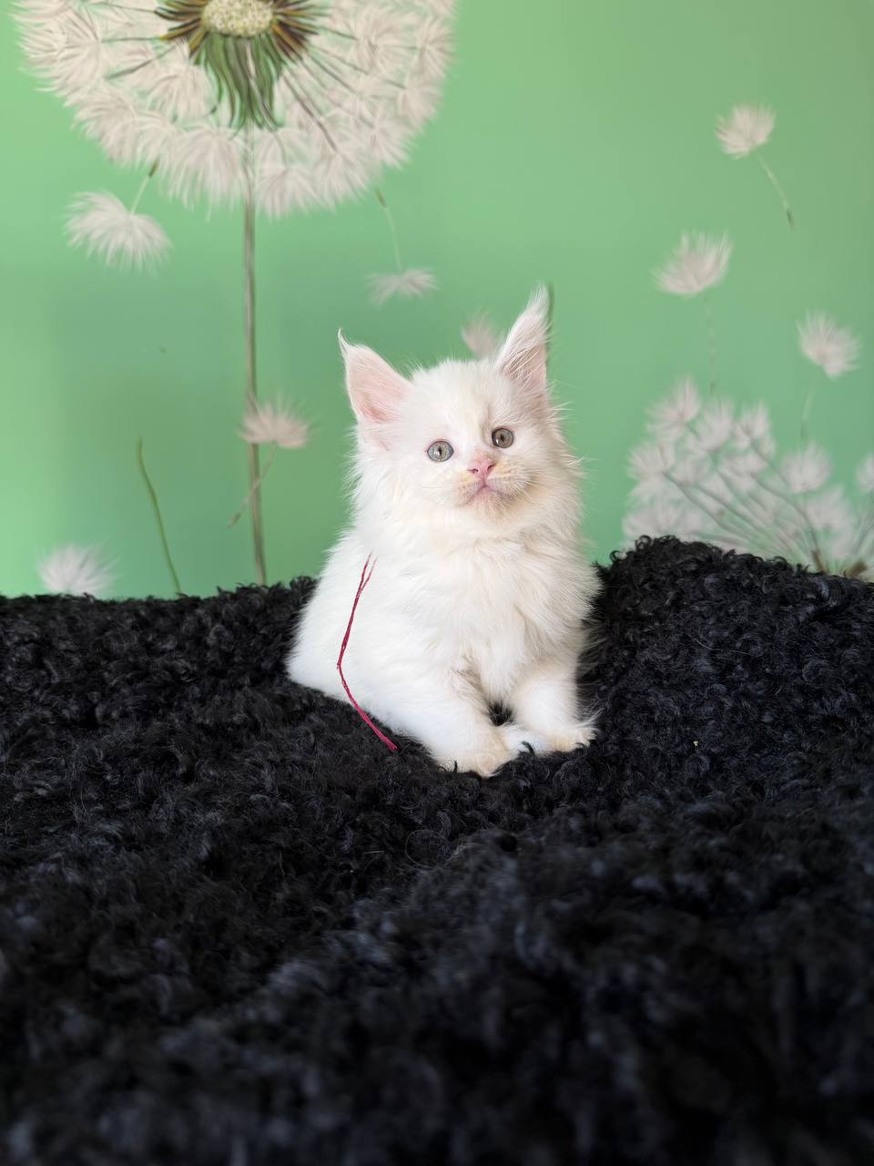 Paul Maine Coon Male 2600$ Kitten In Seattle | Washington | Kitty Land ...