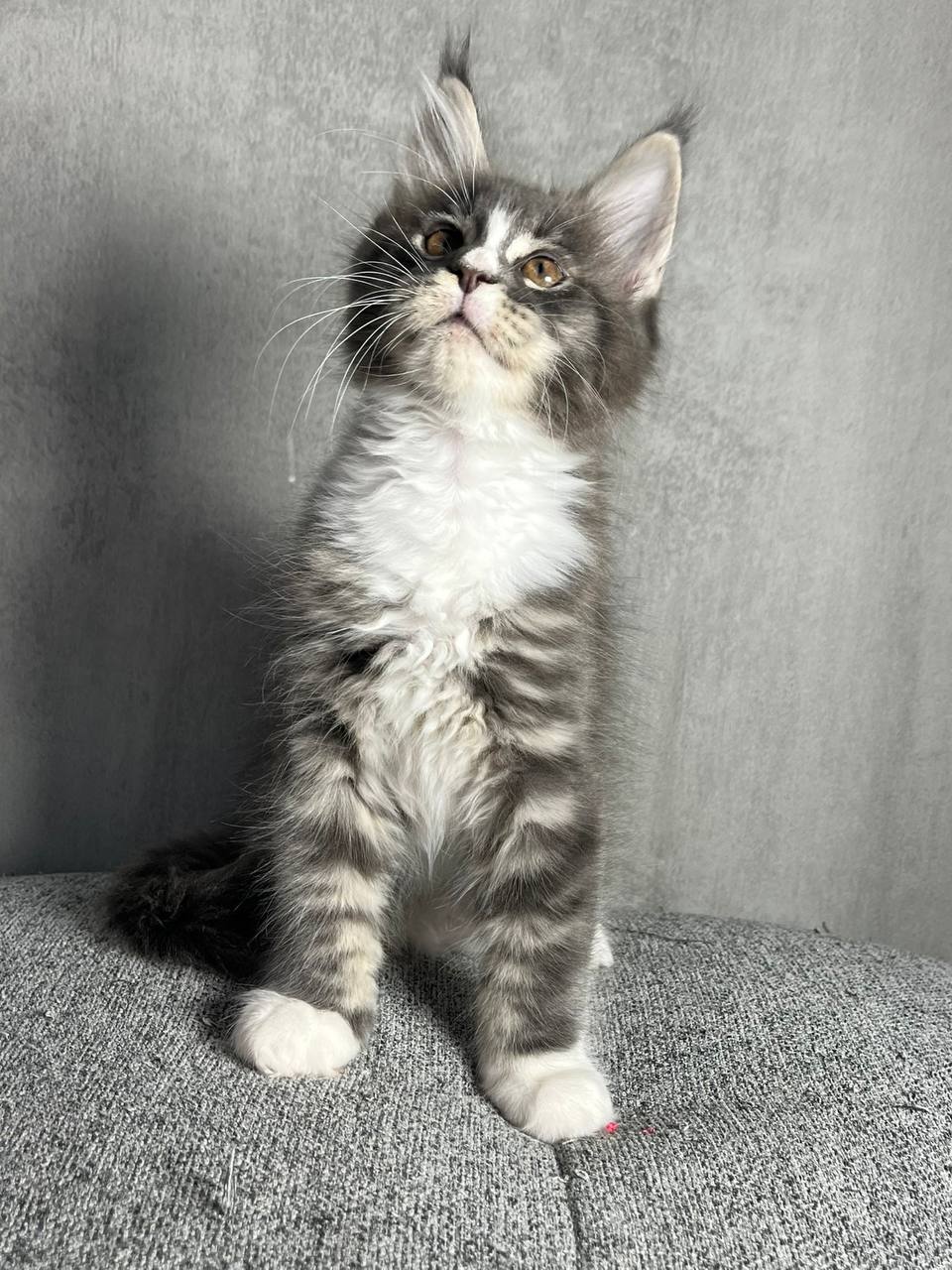Marshal Maine Coon Male 2600$ Kitten In Seattle | Washington | Kitty ...