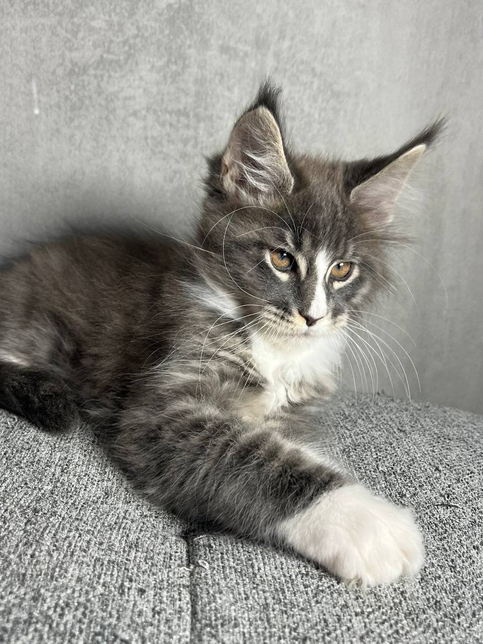 Marshal Maine Coon Male 2600$ Kitten In Seattle | Washington | Kitty ...
