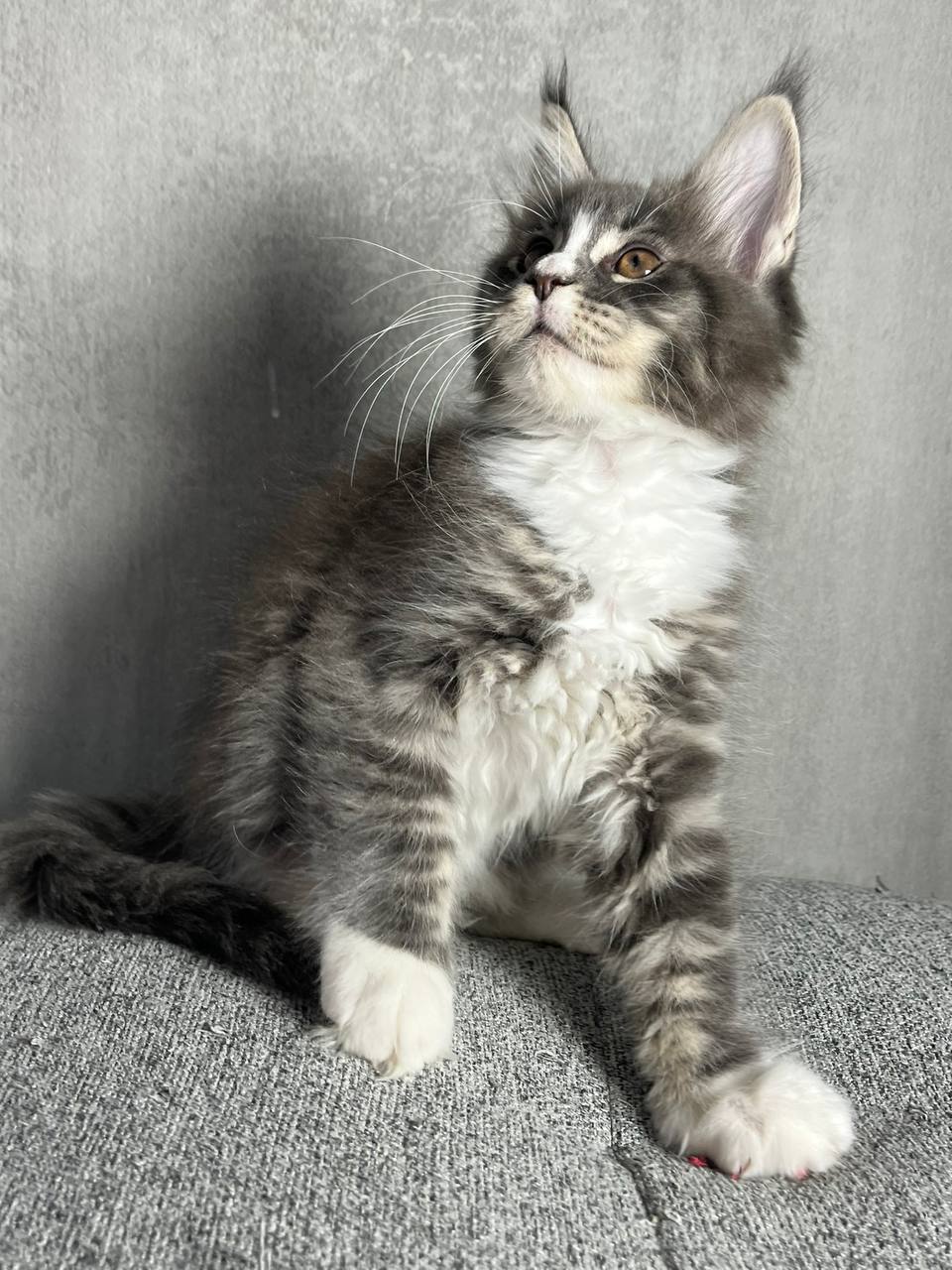 Marshal Maine Coon Male 2600$ Kitten In Seattle | Washington | Kitty ...