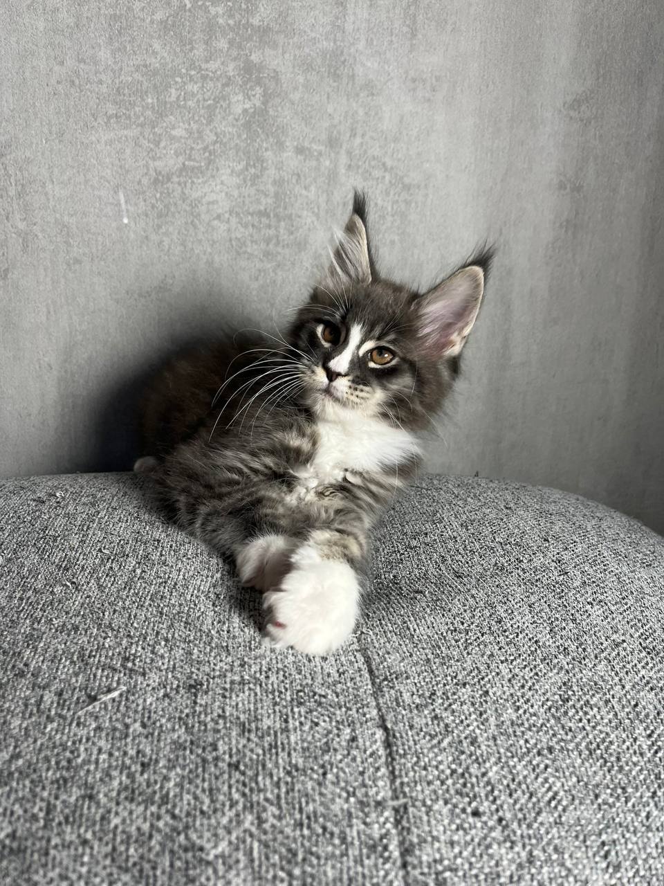 Marshal Maine Coon Male 2600$ Kitten In Seattle | Washington | Kitty ...