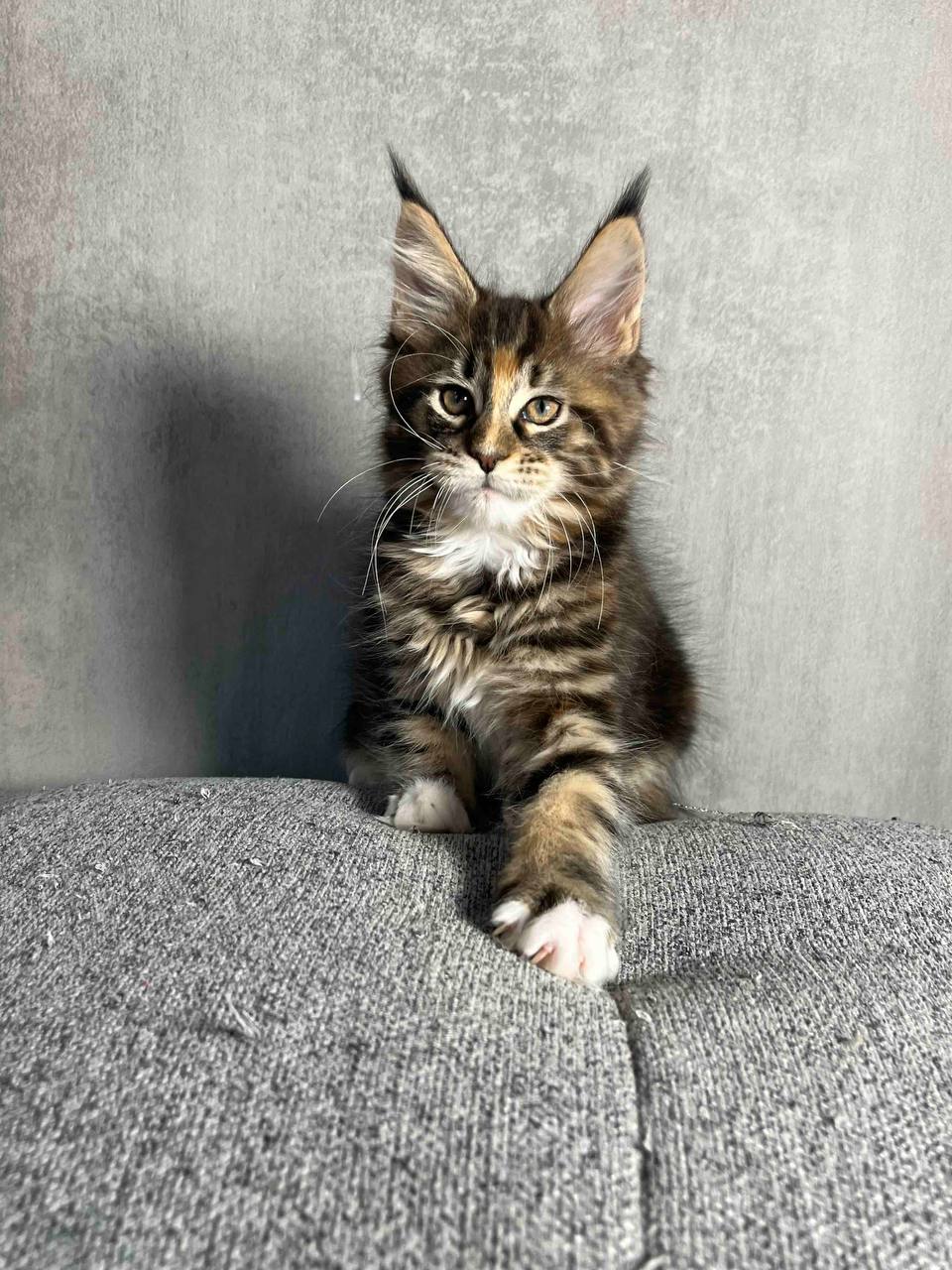 Michelle Maine Coon Female 2400$ Kitten In Seattle | Washington | Kitty ...