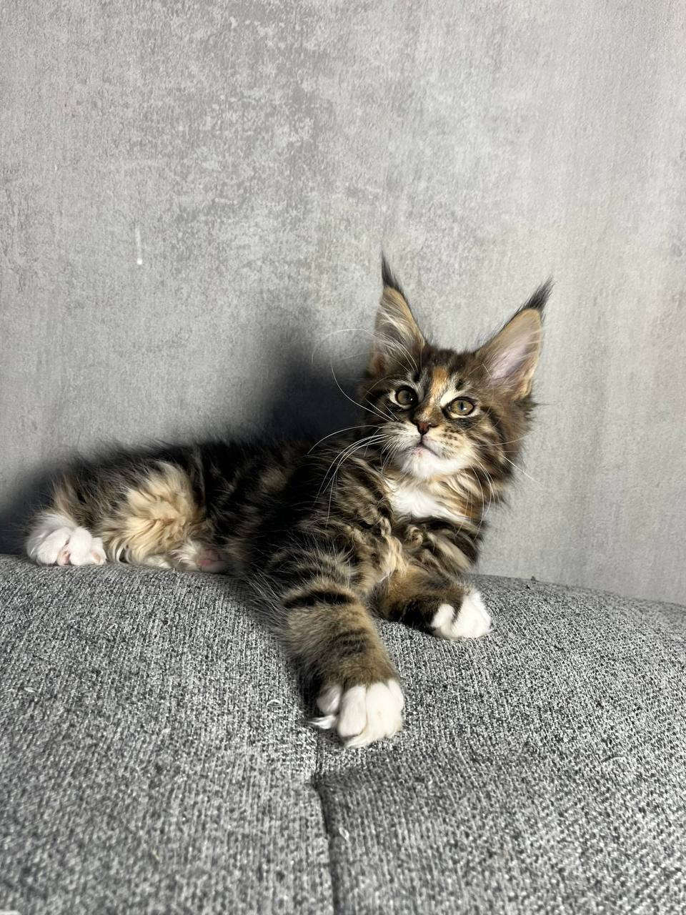 Michelle Maine Coon Female 2400$ Kitten In Seattle | Washington | Kitty ...
