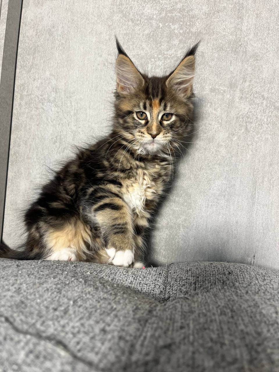 Michelle Maine Coon Female 2400$ Kitten In Seattle | Washington | Kitty ...