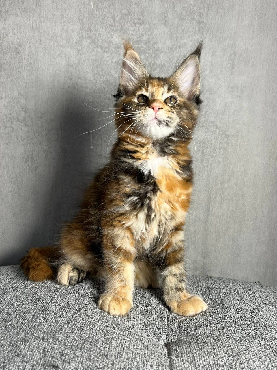 Molly Maine Coon Female 2400$ Kitten In Seattle | Washington | Kitty ...