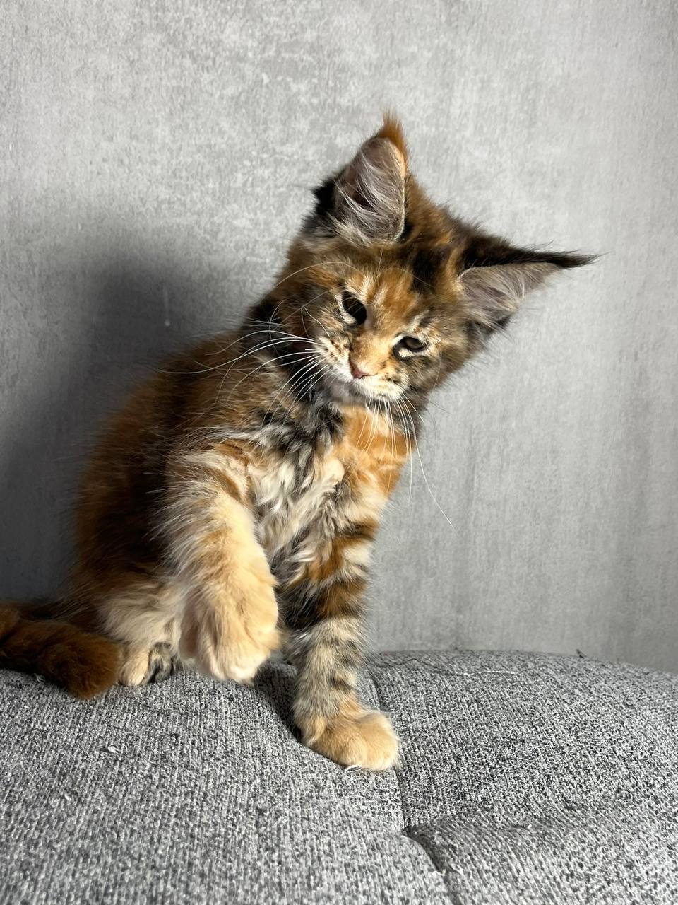 Molly Maine Coon Female 2400$ Kitten In Seattle | Washington | Kitty ...