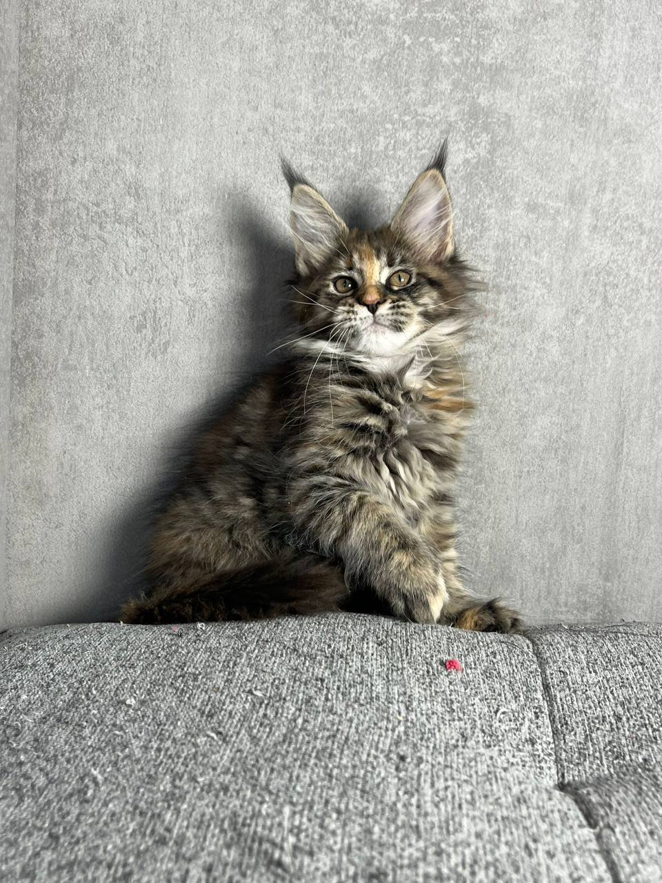 Magic Maine Coon Female 2400$ Kitten In Seattle | Washington | Kitty ...