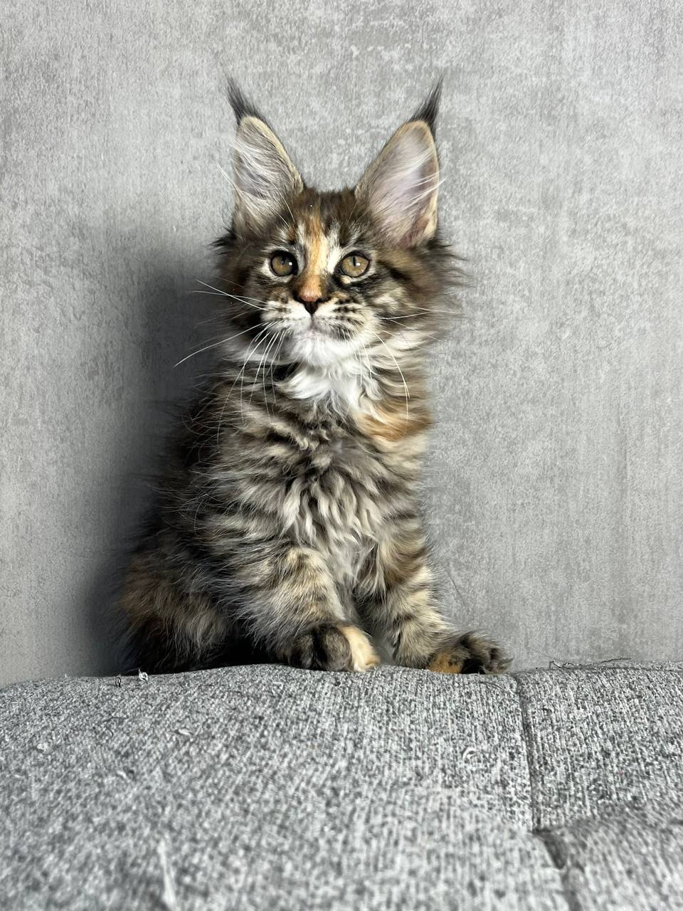 Magic Maine Coon Female 2400$ Kitten In Seattle | Washington | Kitty ...