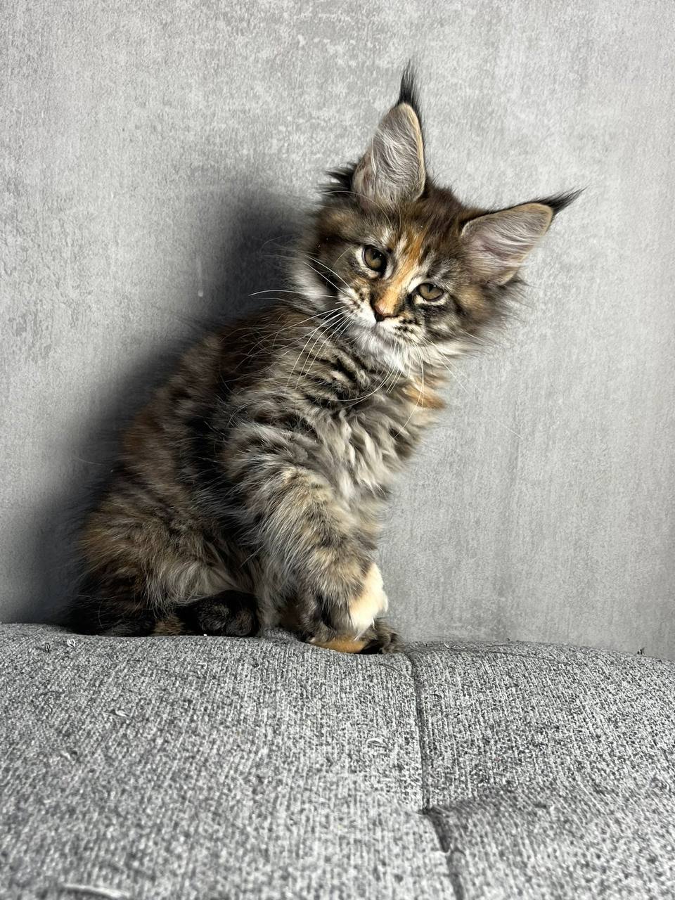 Magic Maine Coon Female 2400$ Kitten In Seattle | Washington | Kitty ...
