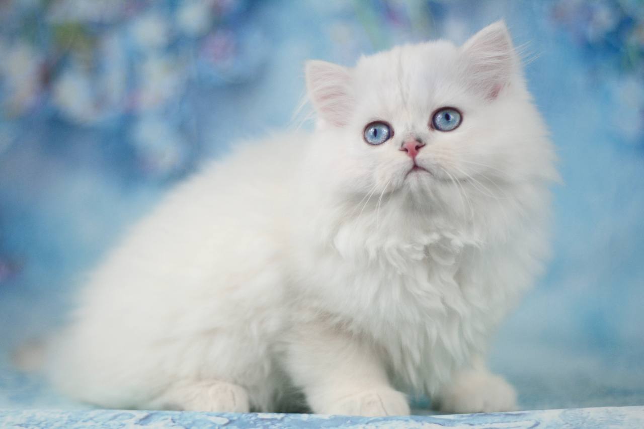 Teddy British Longhair Male 2600$ Kitten In Seattle | Washington ...