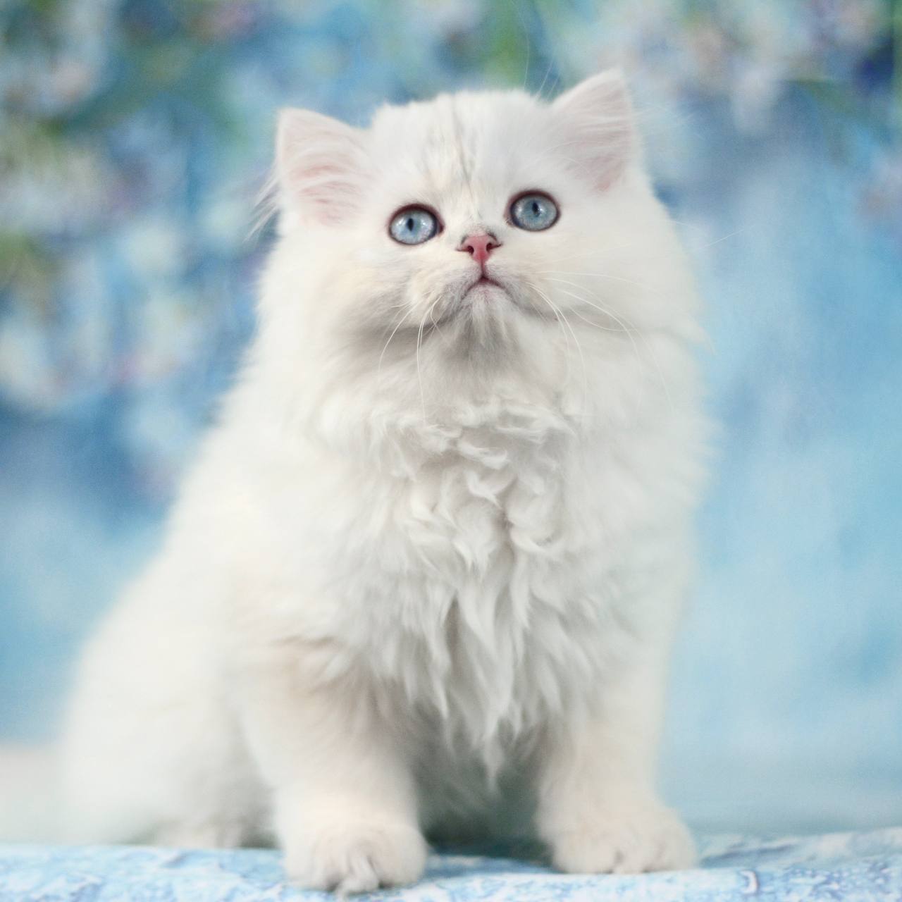 Teddy British Longhair Male 2600$ Kitten In Seattle | Washington ...