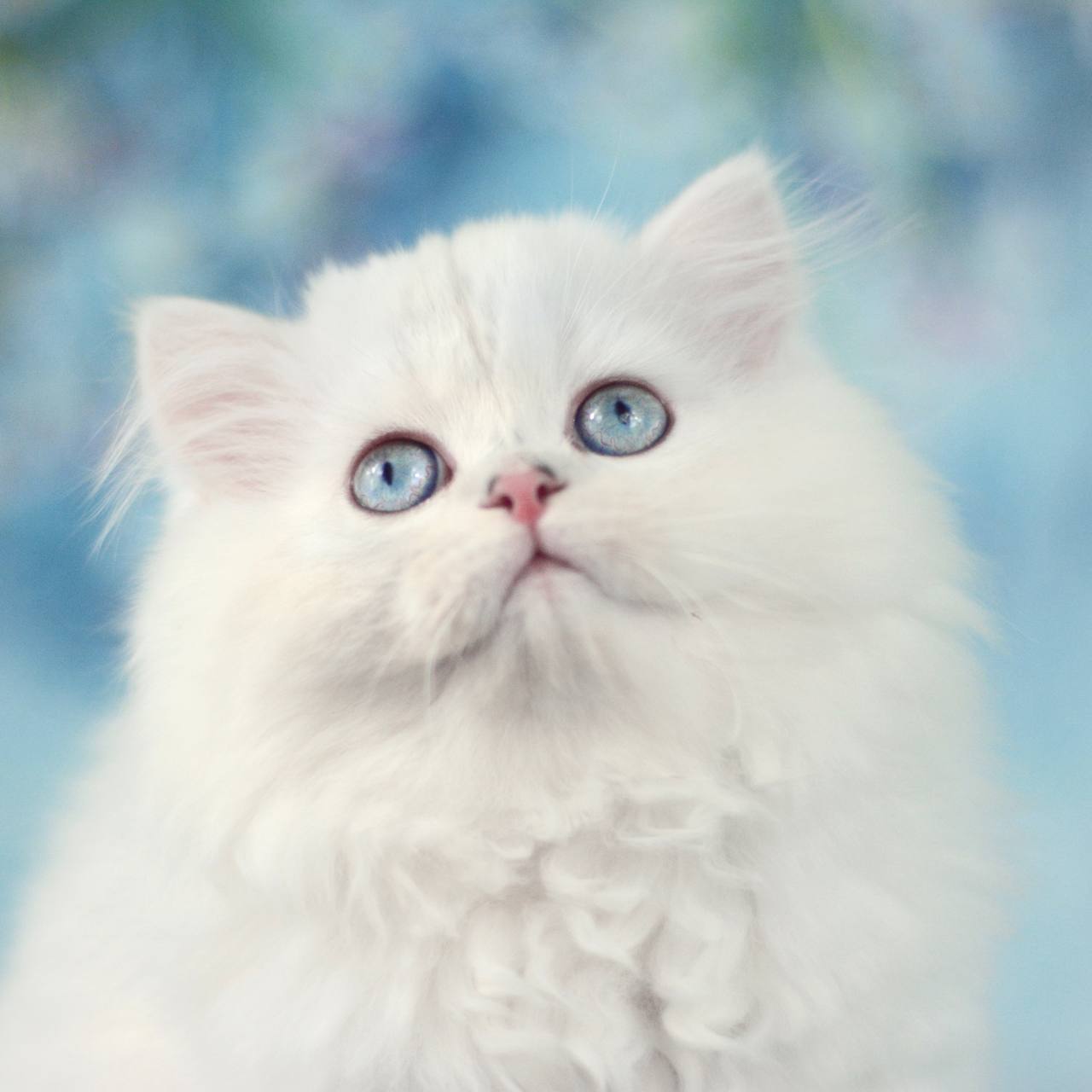 Teddy British Longhair Male 2600$ Kitten In Seattle | Washington ...