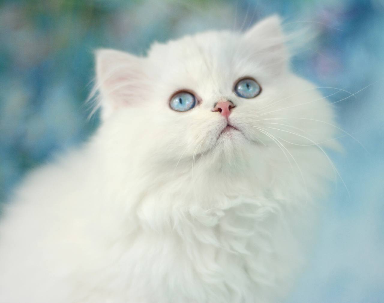 Teddy British Longhair Male 2600$ Kitten In Seattle | Washington ...