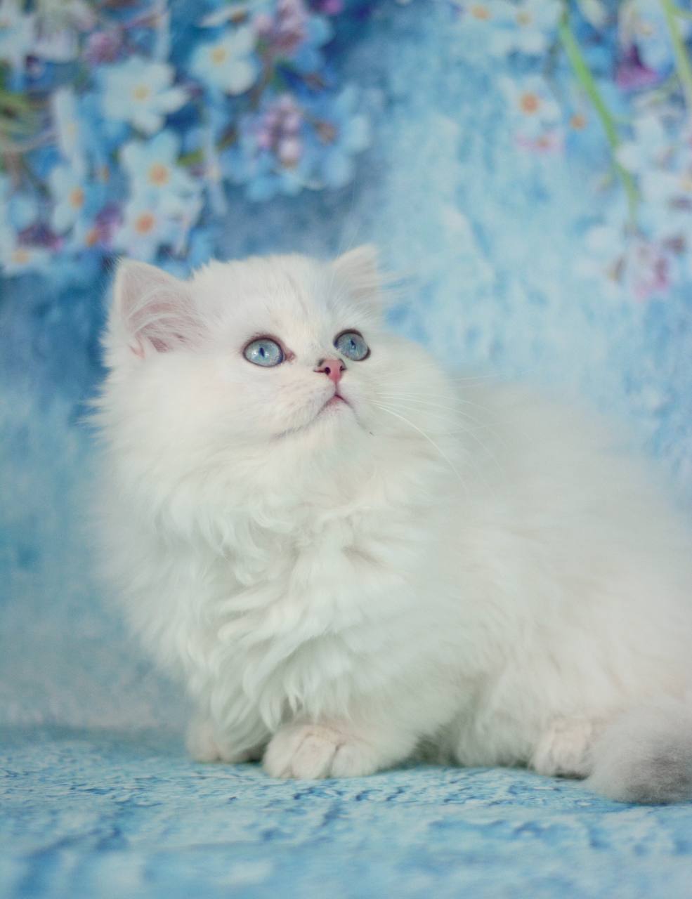 Teddy British Longhair Male 2600$ Kitten In Seattle | Washington ...