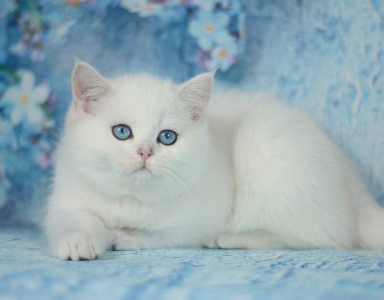 Teo British Shorthair Male 2600$ Kitten In Seattle | Washington | Kitty ...