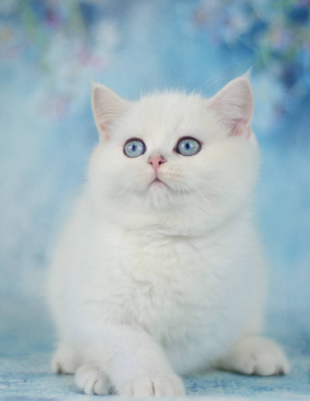 Teo British Shorthair Male 2600$ Kitten In Seattle | Washington | Kitty ...
