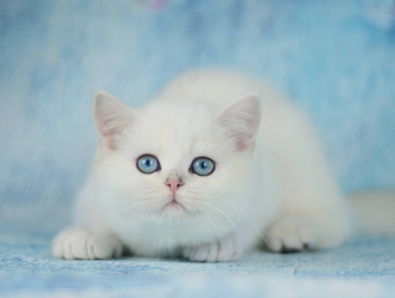 Teo British Shorthair Male 2600$ Kitten In Seattle | Washington | Kitty ...