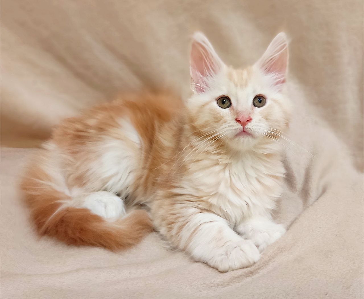Iris Maine Coon Male 2450$ Kitten In Seattle | Washington | Kitty Land ...