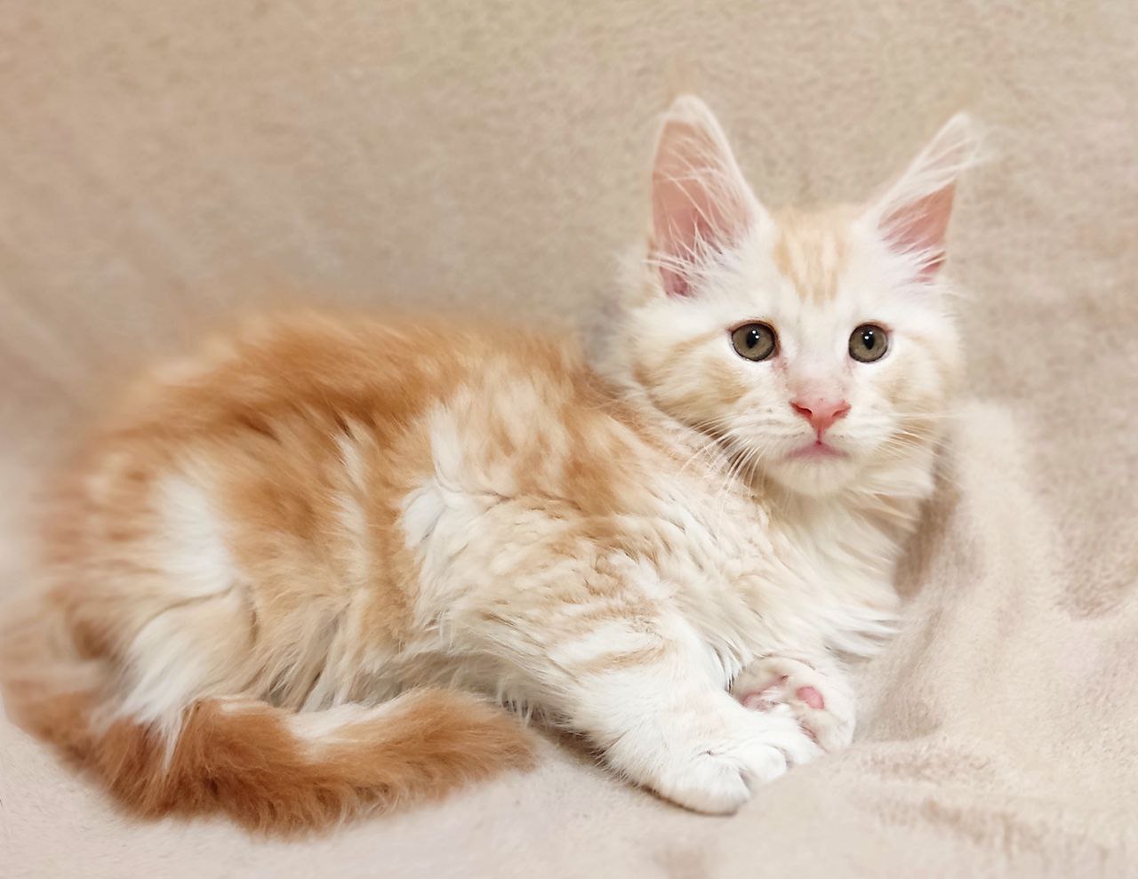 Iris Maine Coon Male 2450$ Kitten In Seattle | Washington | Kitty Land ...