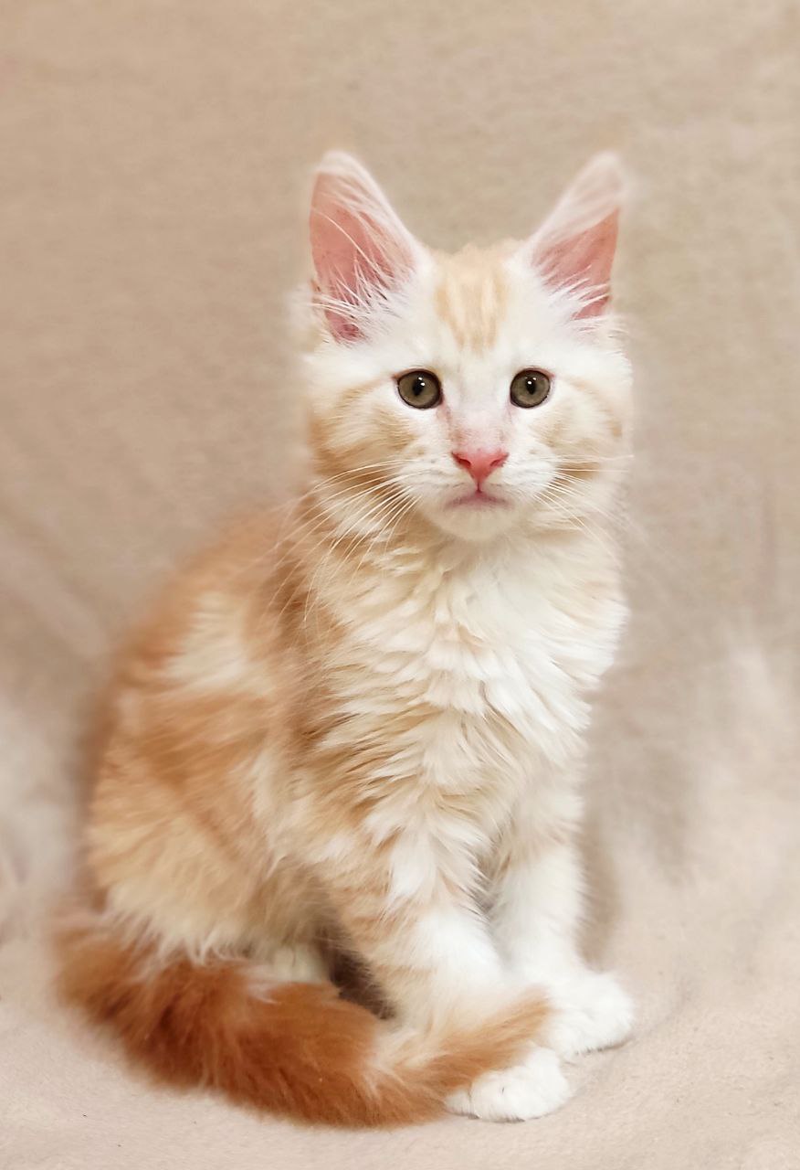 Iris Maine Coon Male 2450$ Kitten In Seattle | Washington | Kitty Land ...