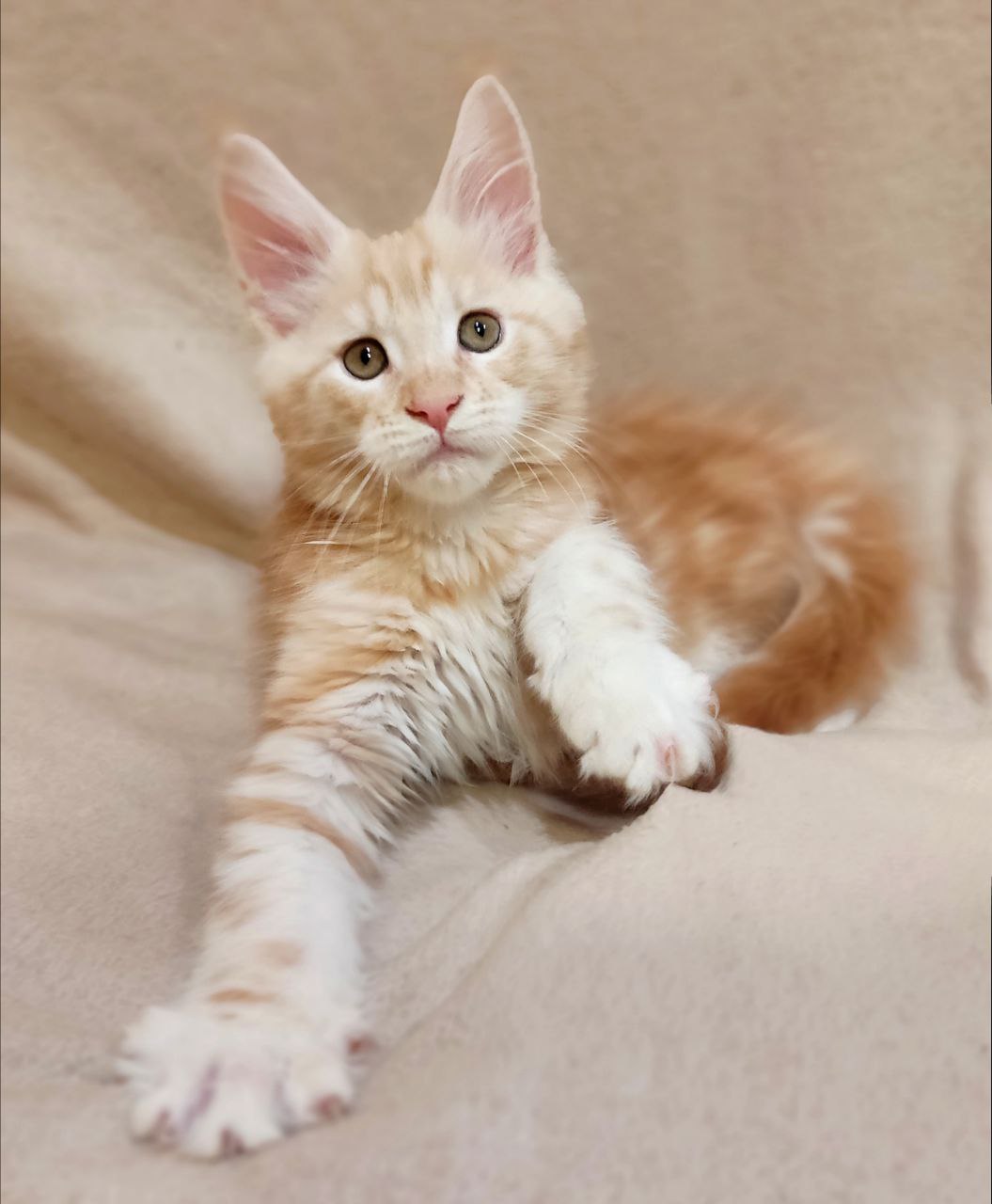 Indie Maine Coon Male 2450$ Kitten In Seattle | Washington | Kitty Land ...