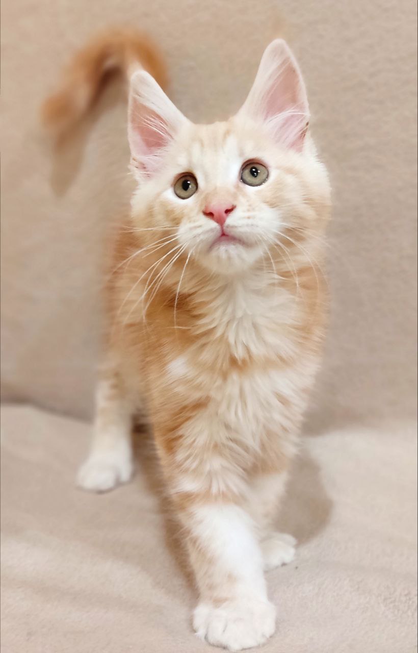 Indie Maine Coon Male 2450$ Kitten In Seattle | Washington | Kitty Land ...