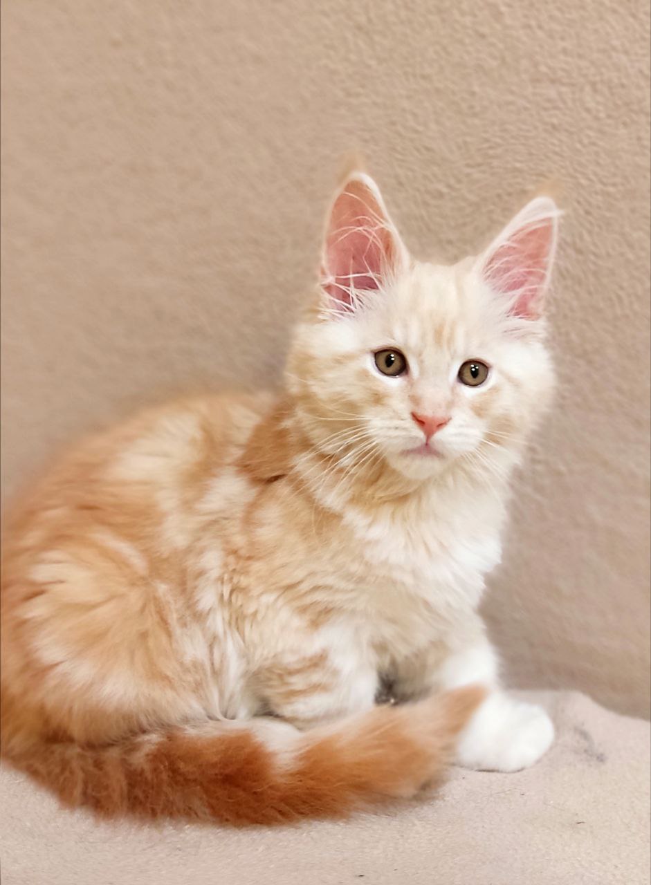 Ilys Maine Coon Male 2450$ Kitten In Seattle | Washington | Kitty Land ...