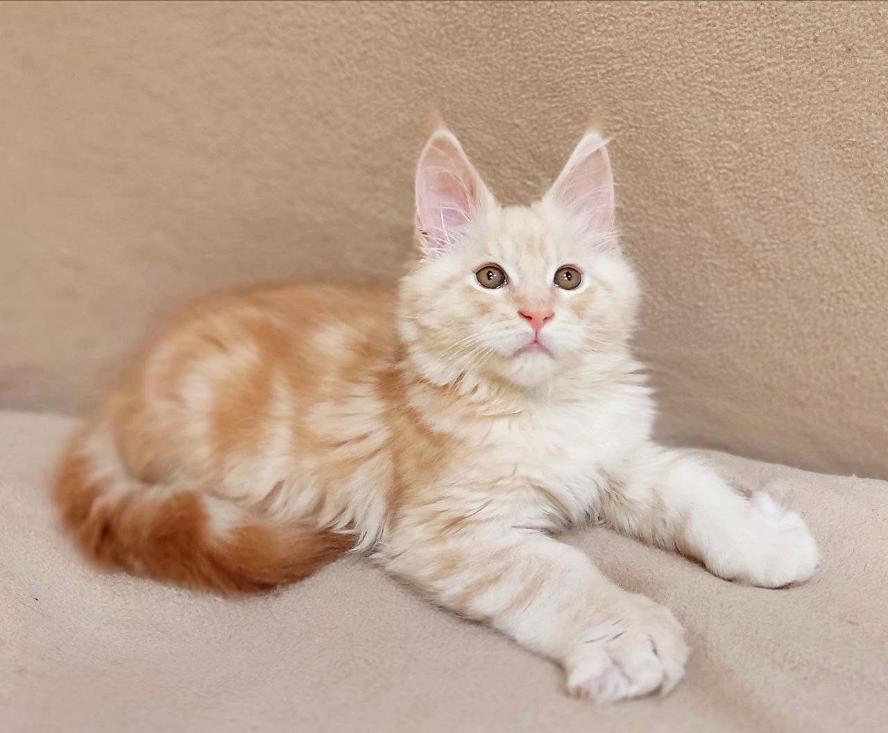 Ilys Maine Coon Male 2450$ Kitten In Seattle | Washington | Kitty Land ...