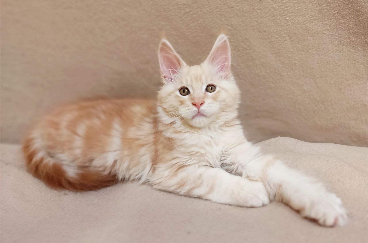 Ilys Maine Coon Male 2450$ Kitten In Seattle | Washington | Kitty Land ...